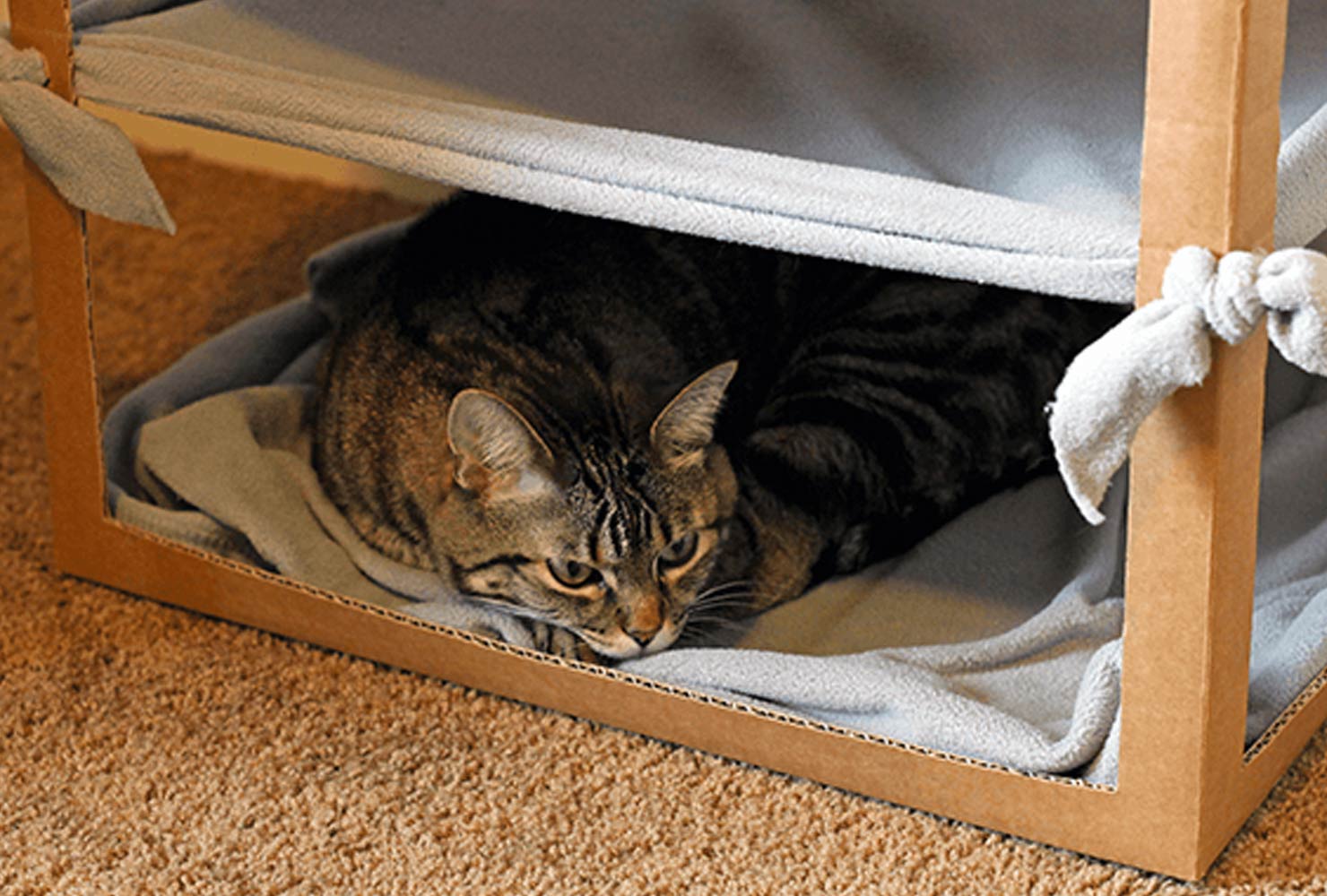 24 Cat Approved Room Ideas For Your Kitty Themed Home Shutterfly